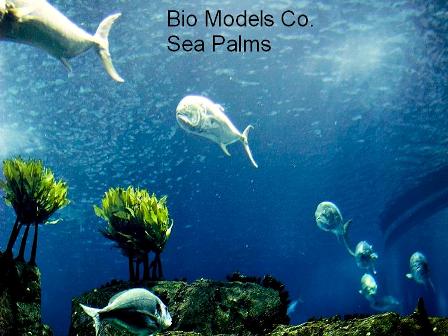 Sea Palm | BIO MODELS COMPANY