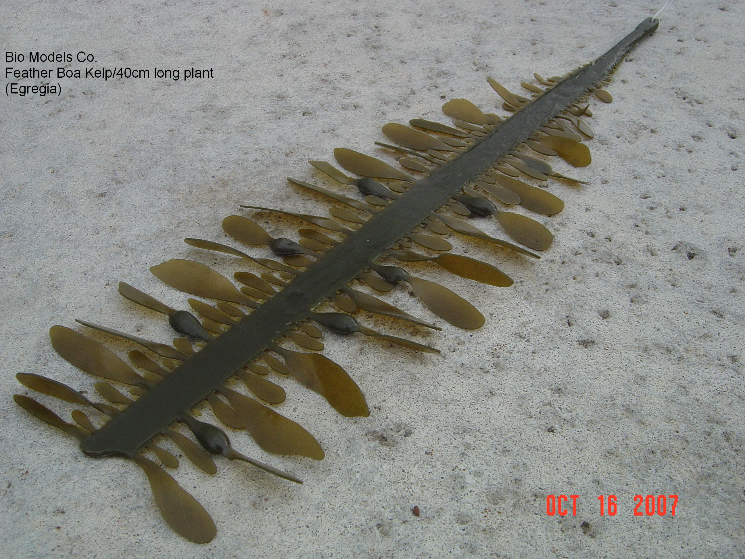 Egregia | BIO MODELS COMPANY