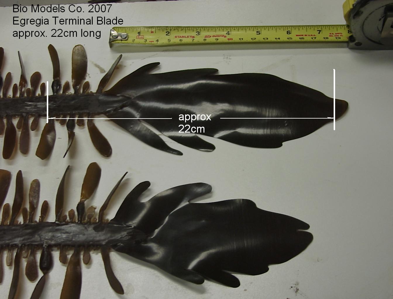 Egregia | BIO MODELS COMPANY