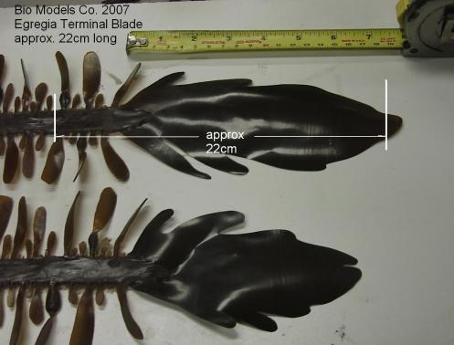 Egregia | BIO MODELS COMPANY