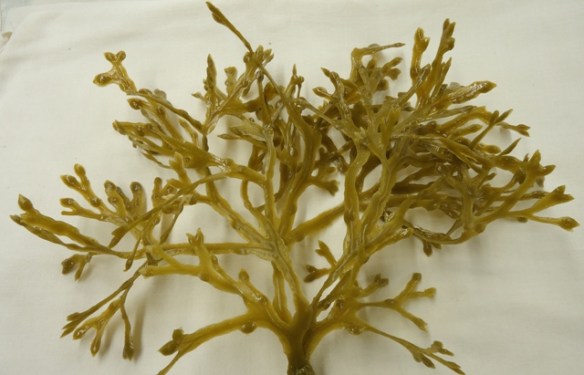rockweed brown algae